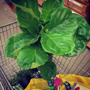 Fiddle Diddle Dee | Whats Ur Home Story