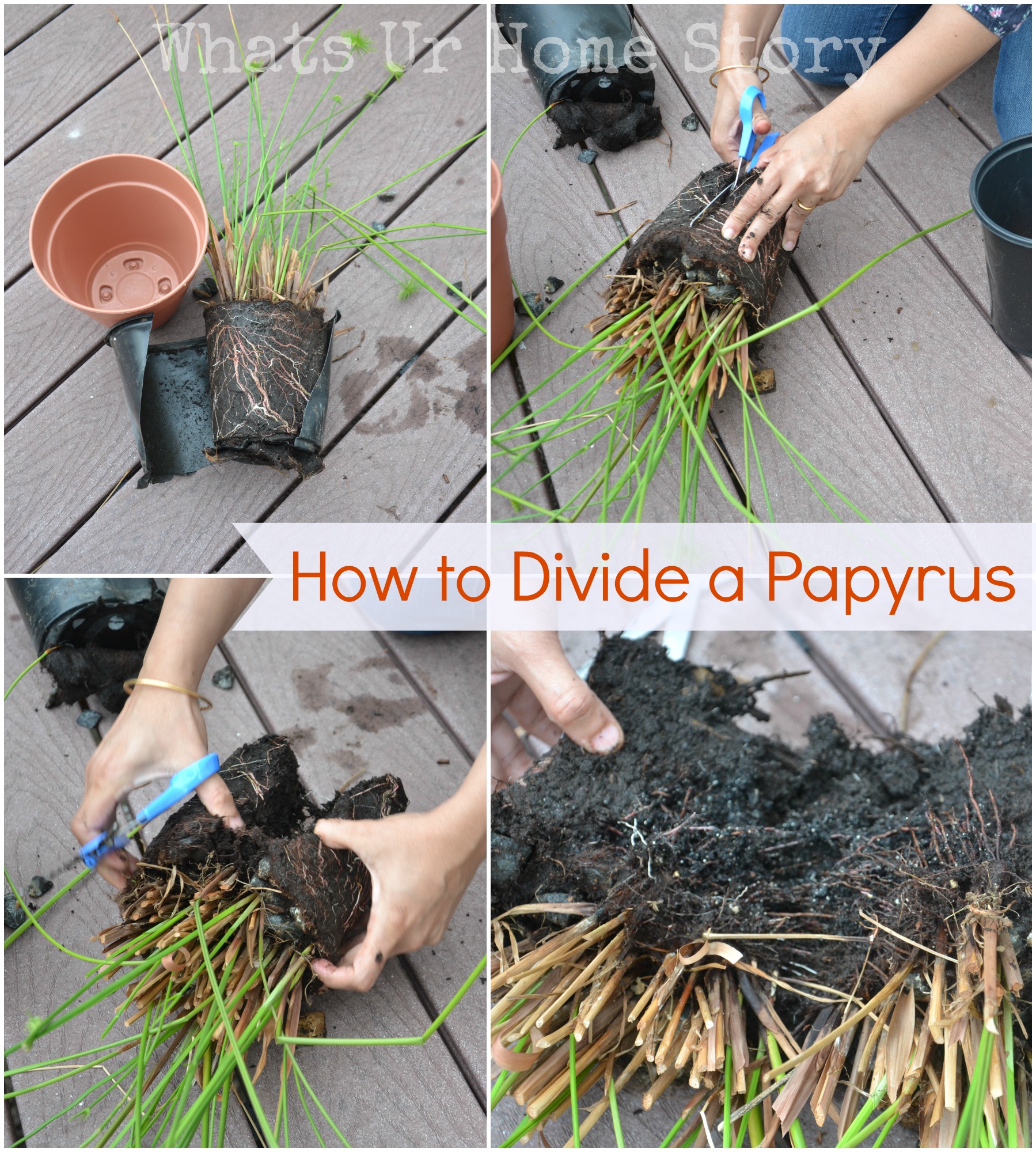 How to Grow Dwarf Papyrus | Whats Ur Home Story