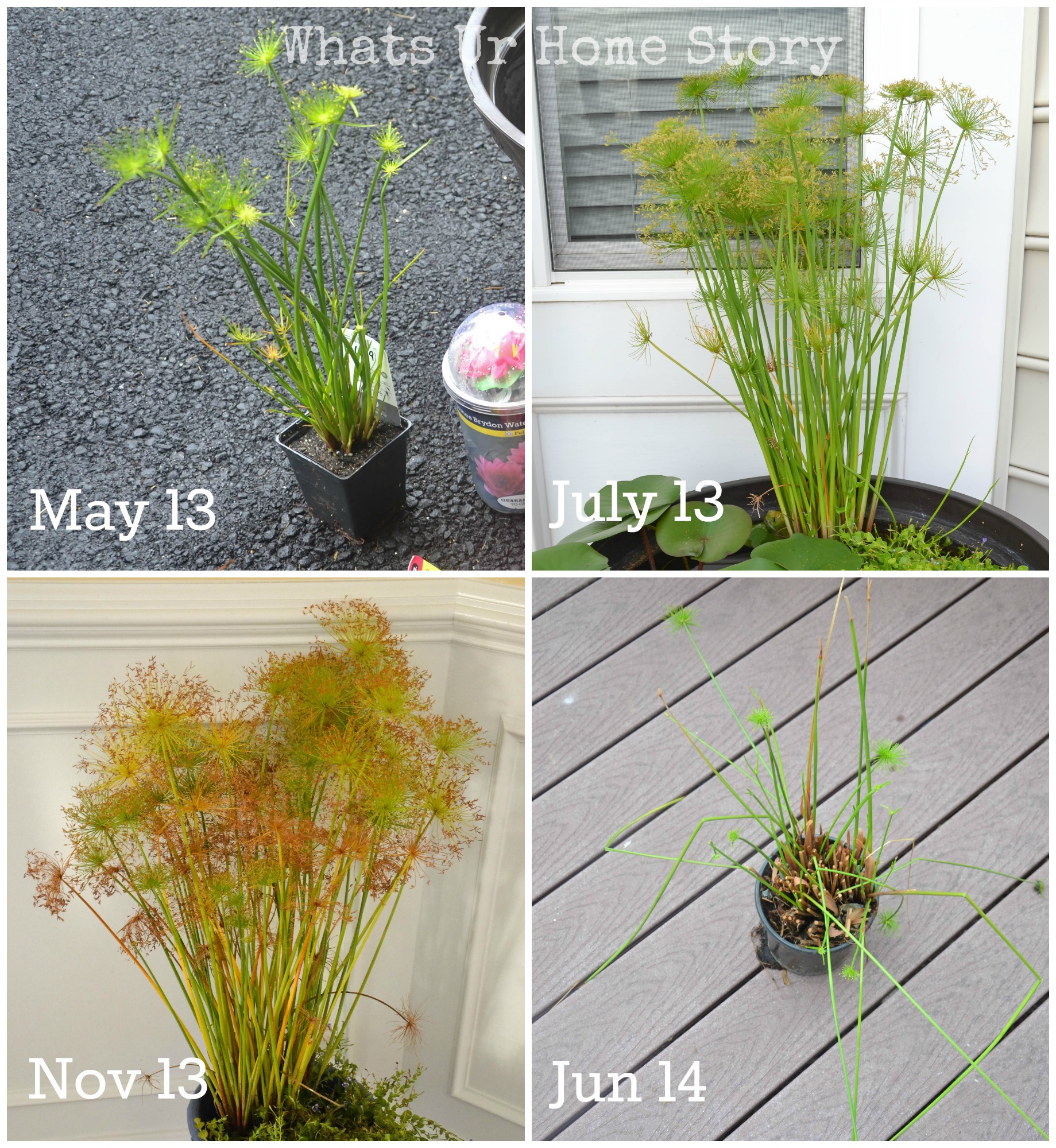 How to Grow Dwarf Papyrus | Whats Ur Home Story