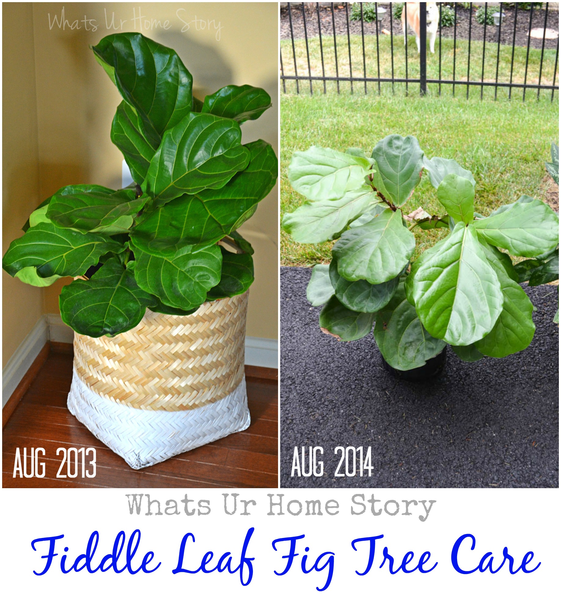 Fiddle Leaf Fig Tree Care | Whats Ur Home Story