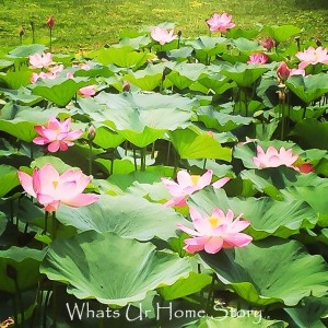Lotus Flowers Winter Care