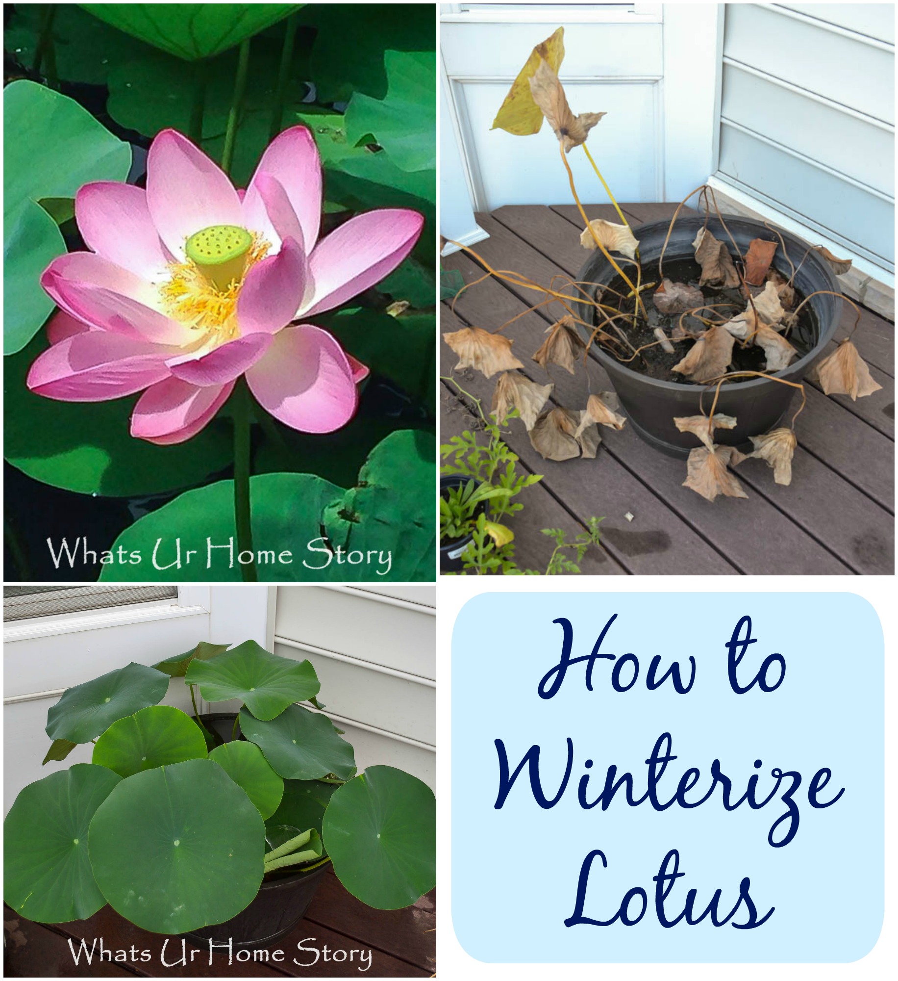 Lotus Flowers Winter Care