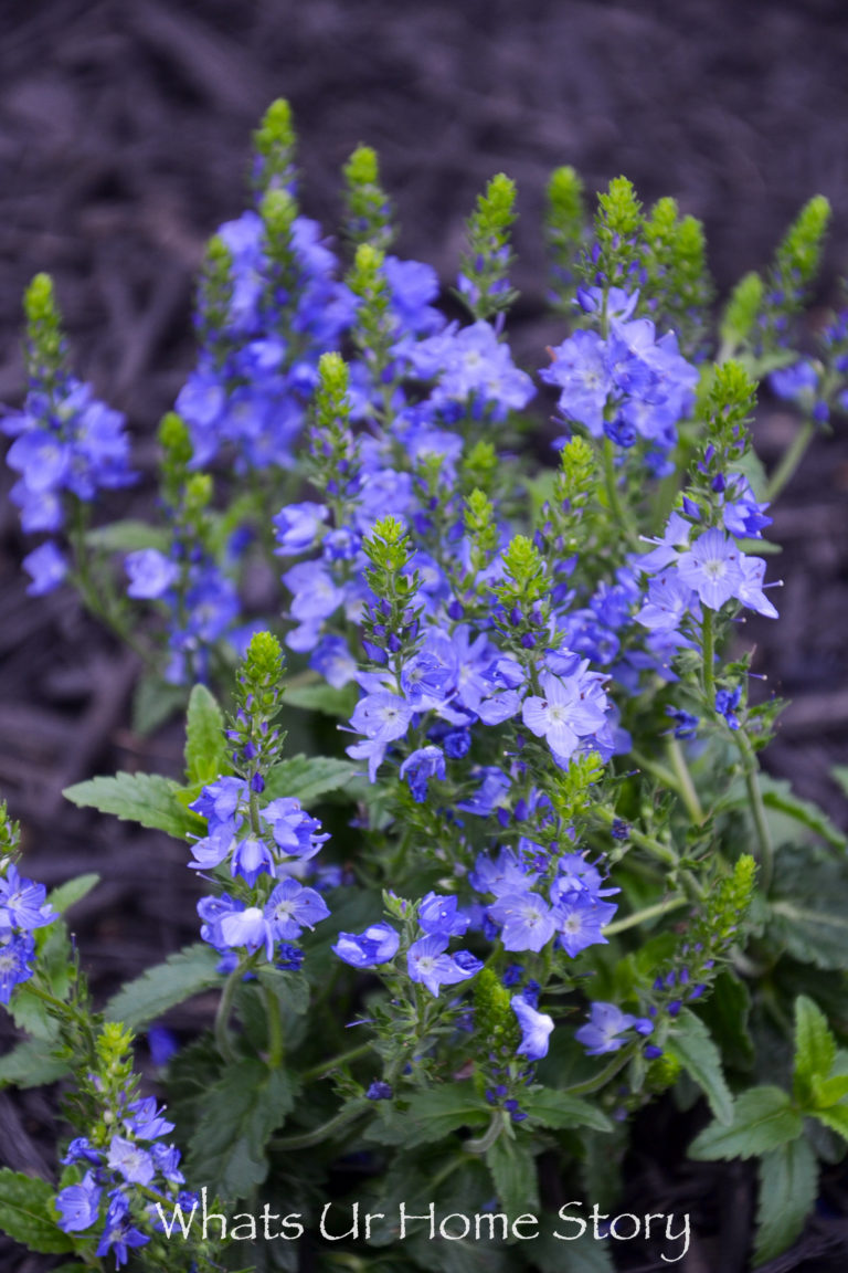 New Front Yard Bed | Whats Ur Home Story