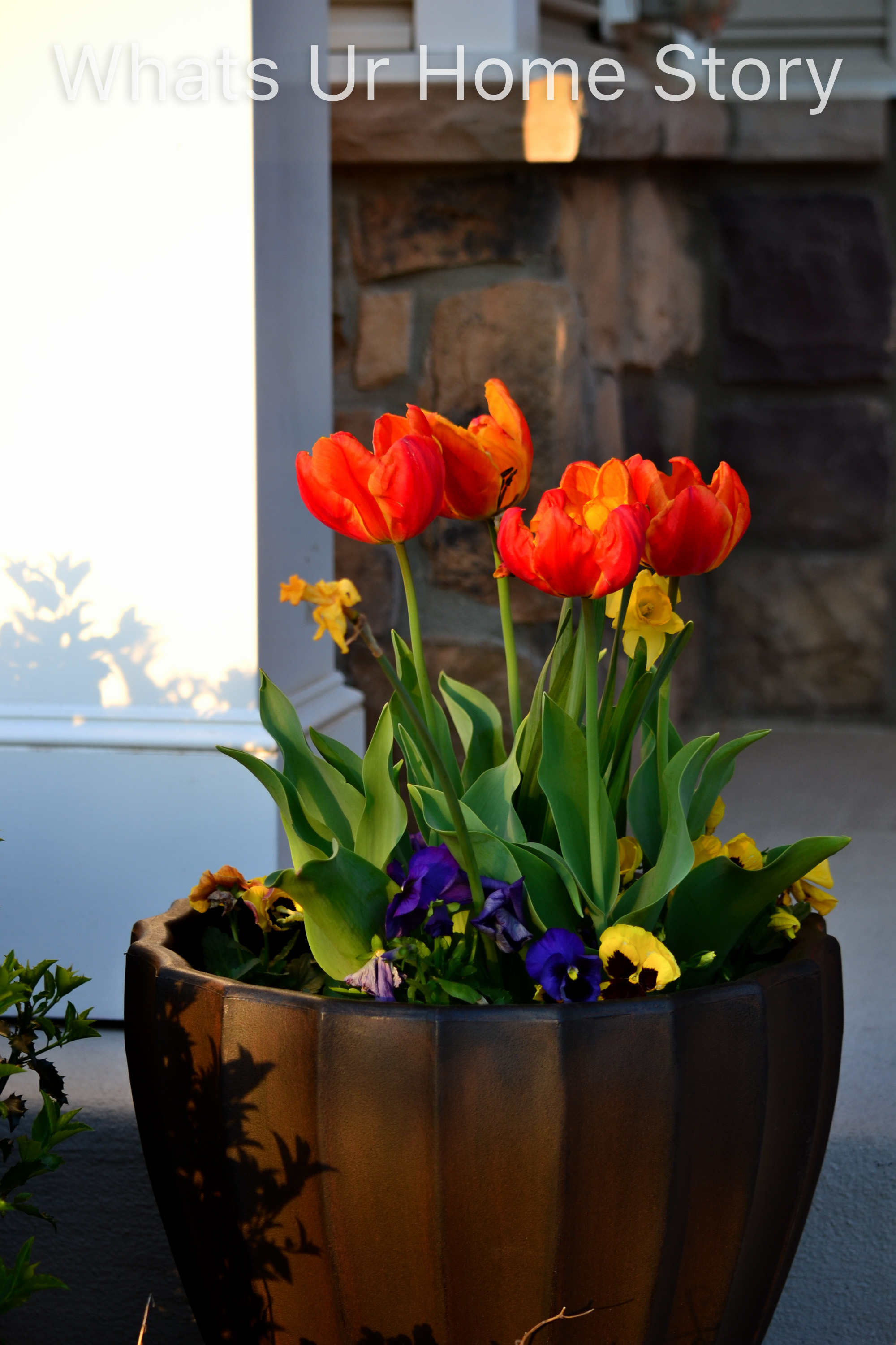 Bulb Lasagna Planter Update | Whats Ur Home Story