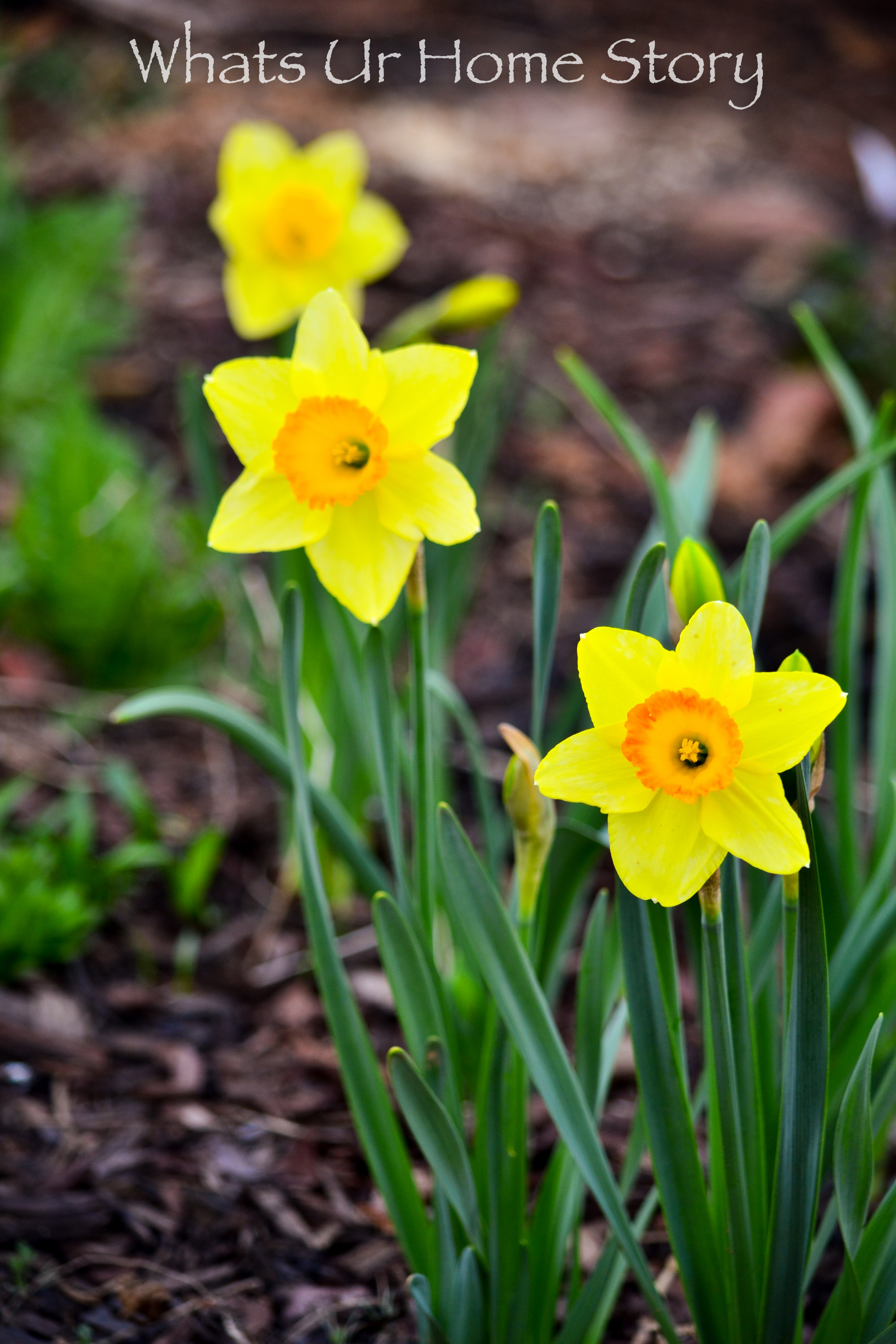 Early Spring Flowers From My Garden | Whats Ur Home Story