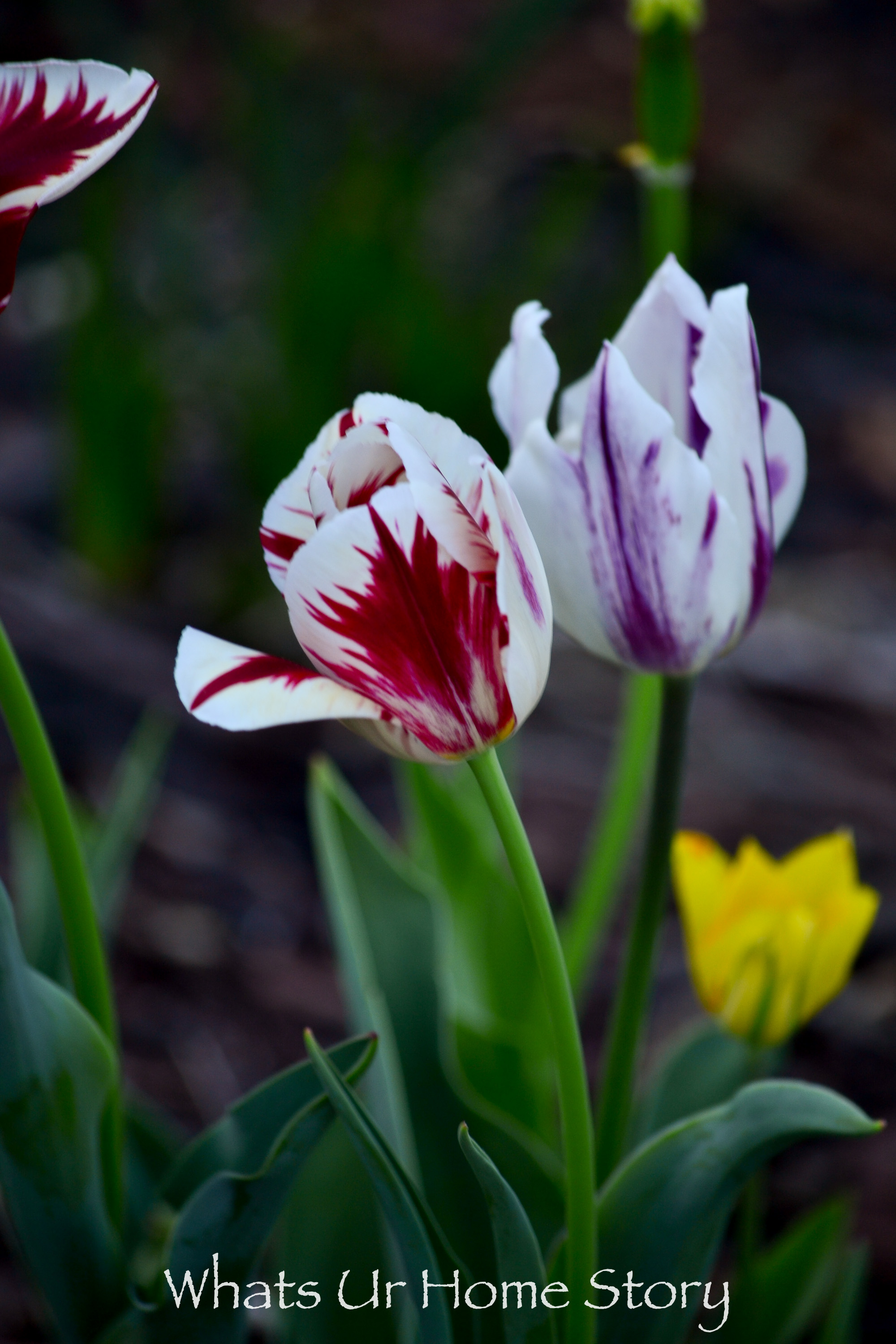Early Spring Flowers From My Garden | Whats Ur Home Story