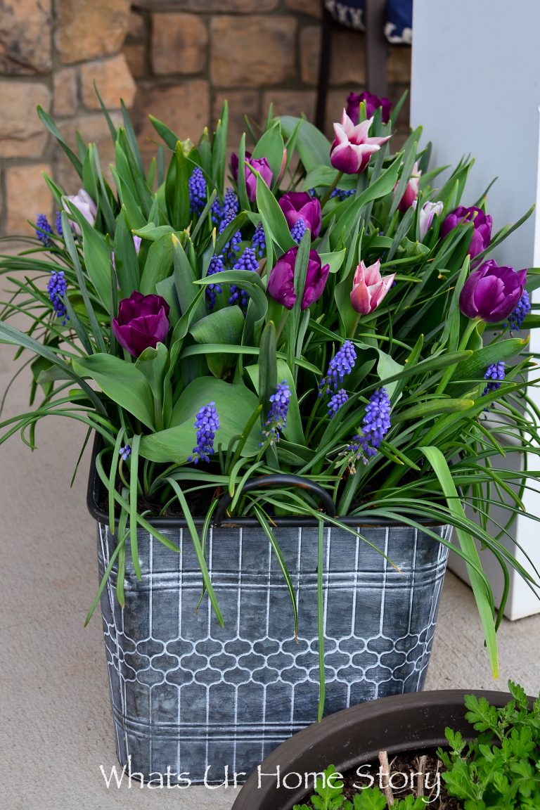 Early Spring Blooming Flowers From My Garden | Whats Ur Home Story