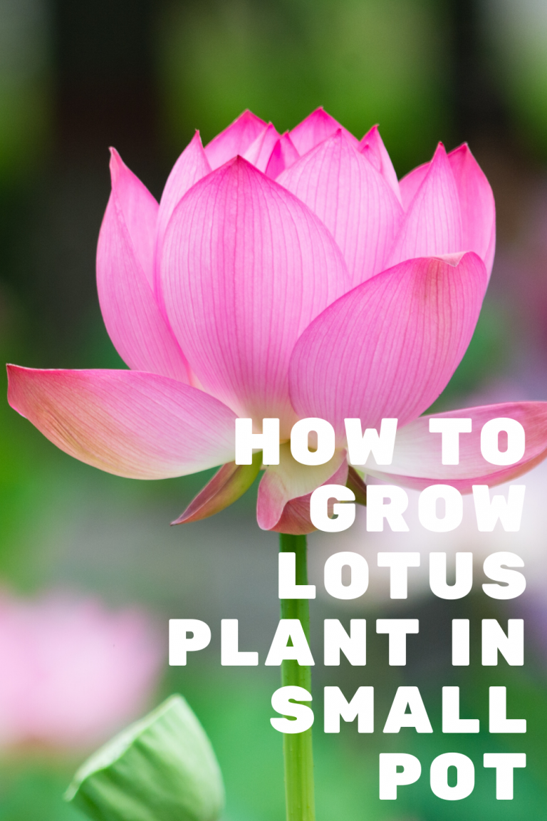 How to Grow a Lotus Plant in a Small Pot | Whats Ur Home Story