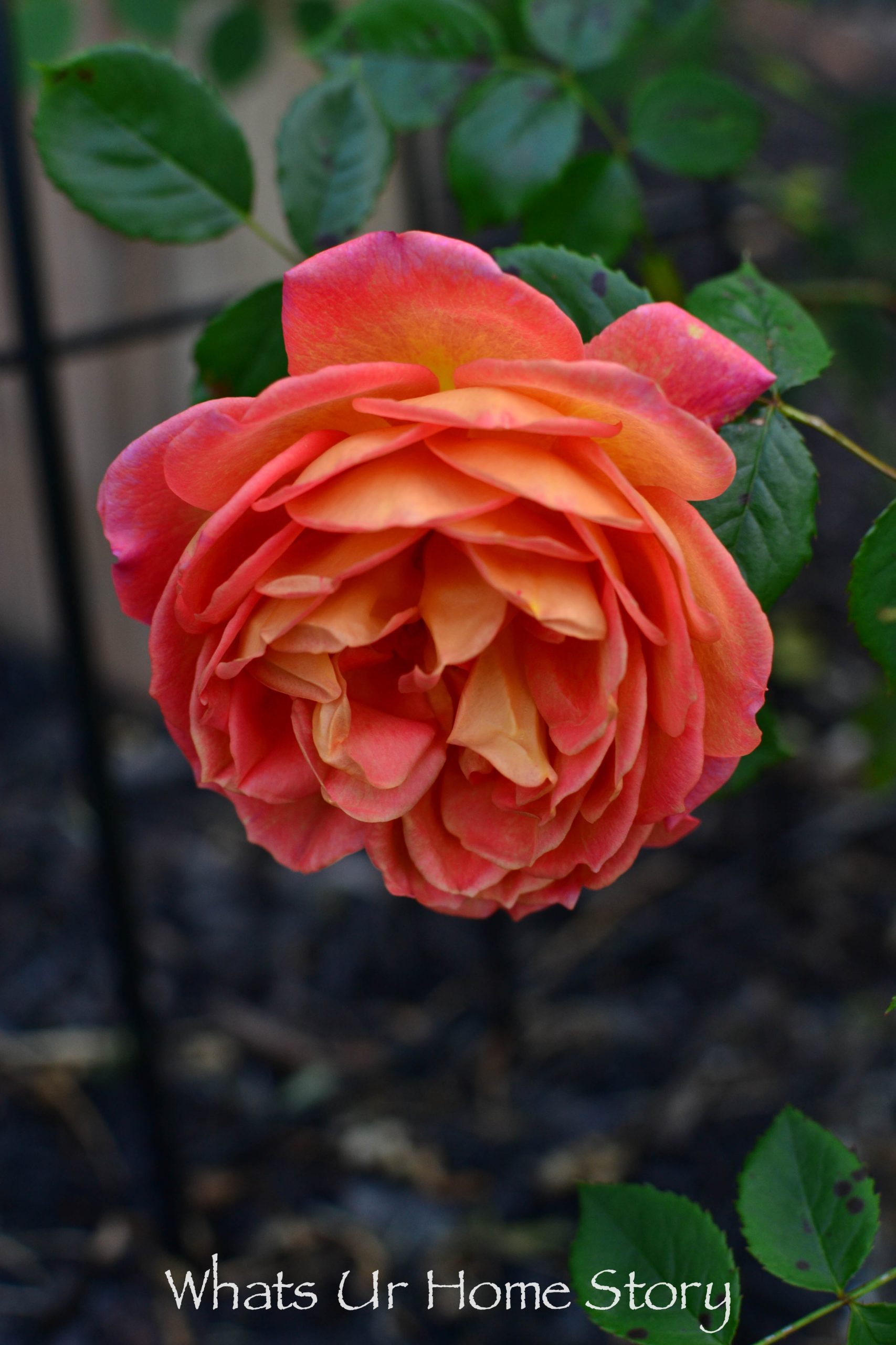 Small Yard Garden Tour - May 2020 | Whats Ur Home Story