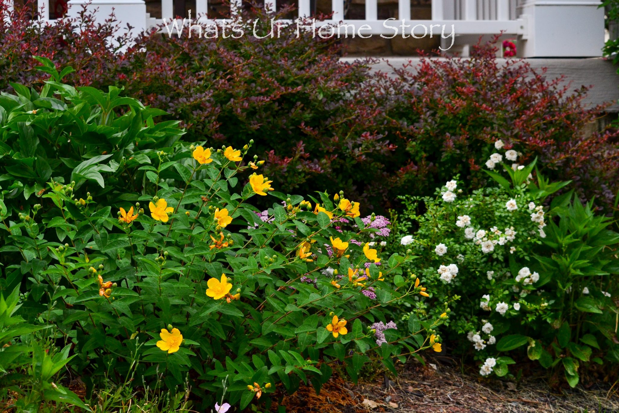 Rose Rosette Disease & Treatment | Whats Ur Home Story