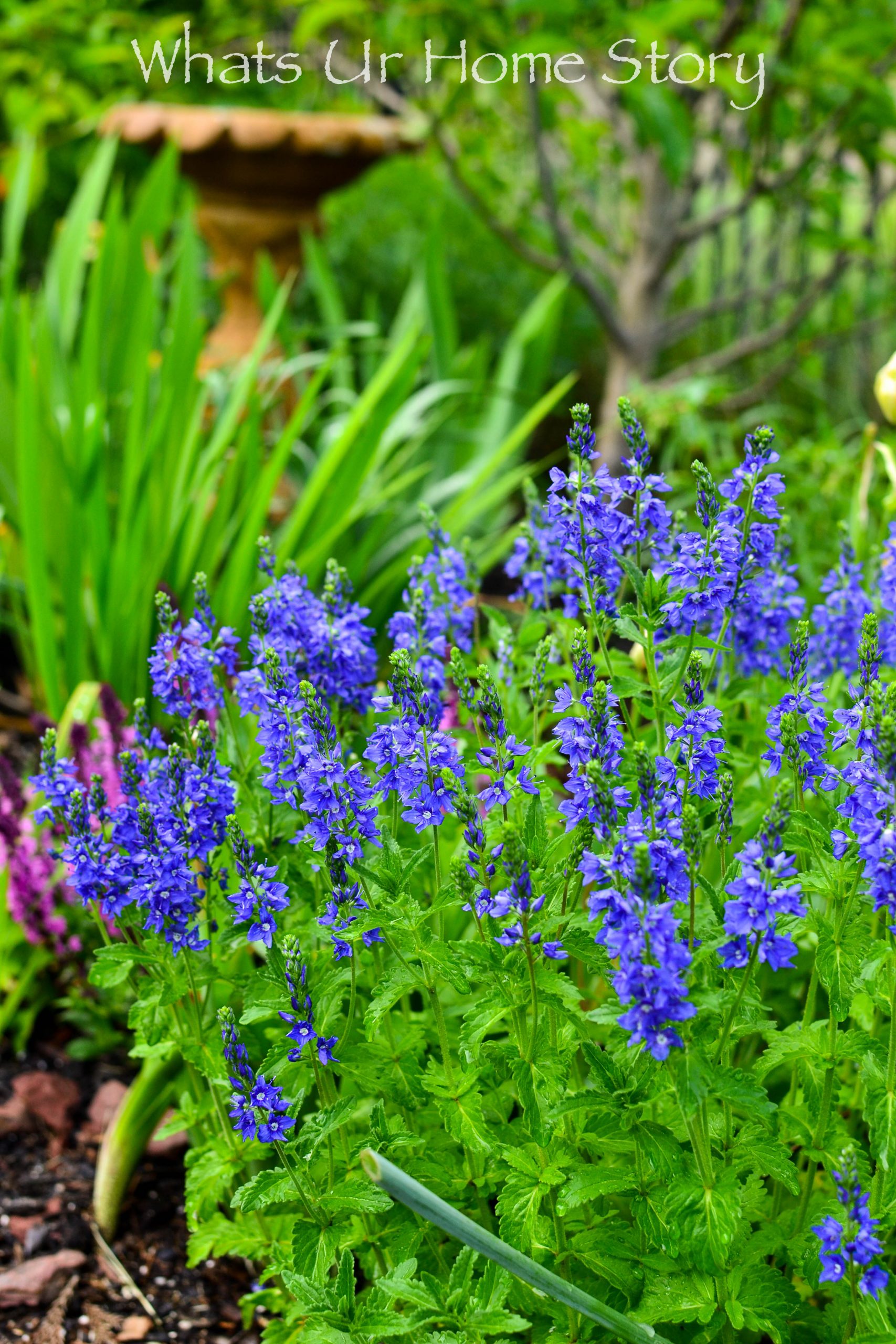 Small Yard Garden Tour - May 2020 | Whats Ur Home Story