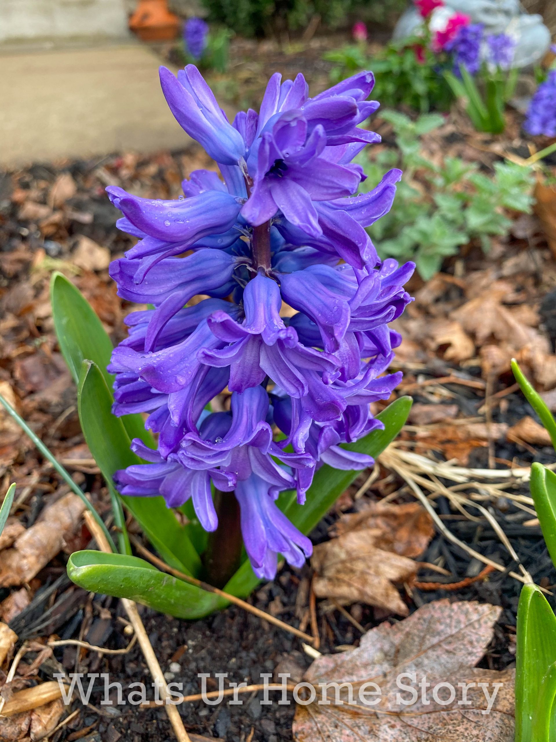 Early Spring Garden 2021 | Whats Ur Home Story