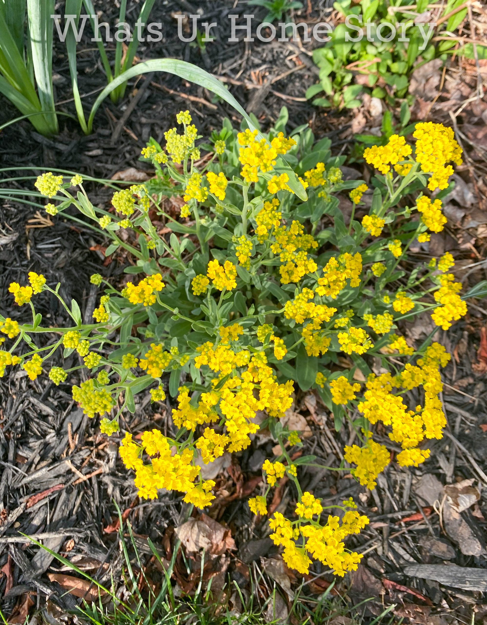 Early Spring Garden 2021 | Whats Ur Home Story