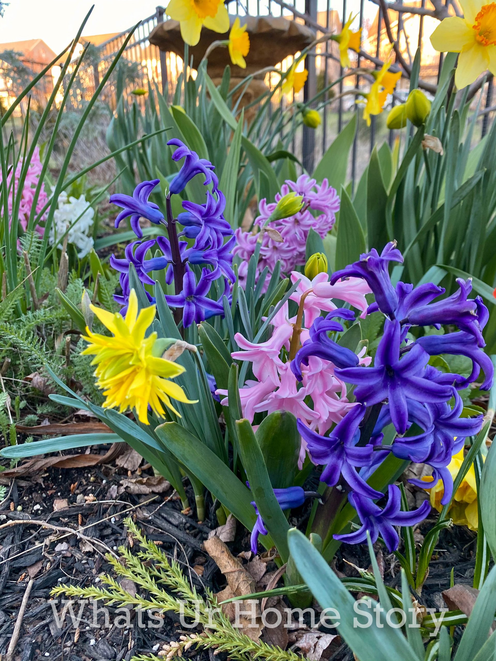 Early Spring Garden 2021 | Whats Ur Home Story