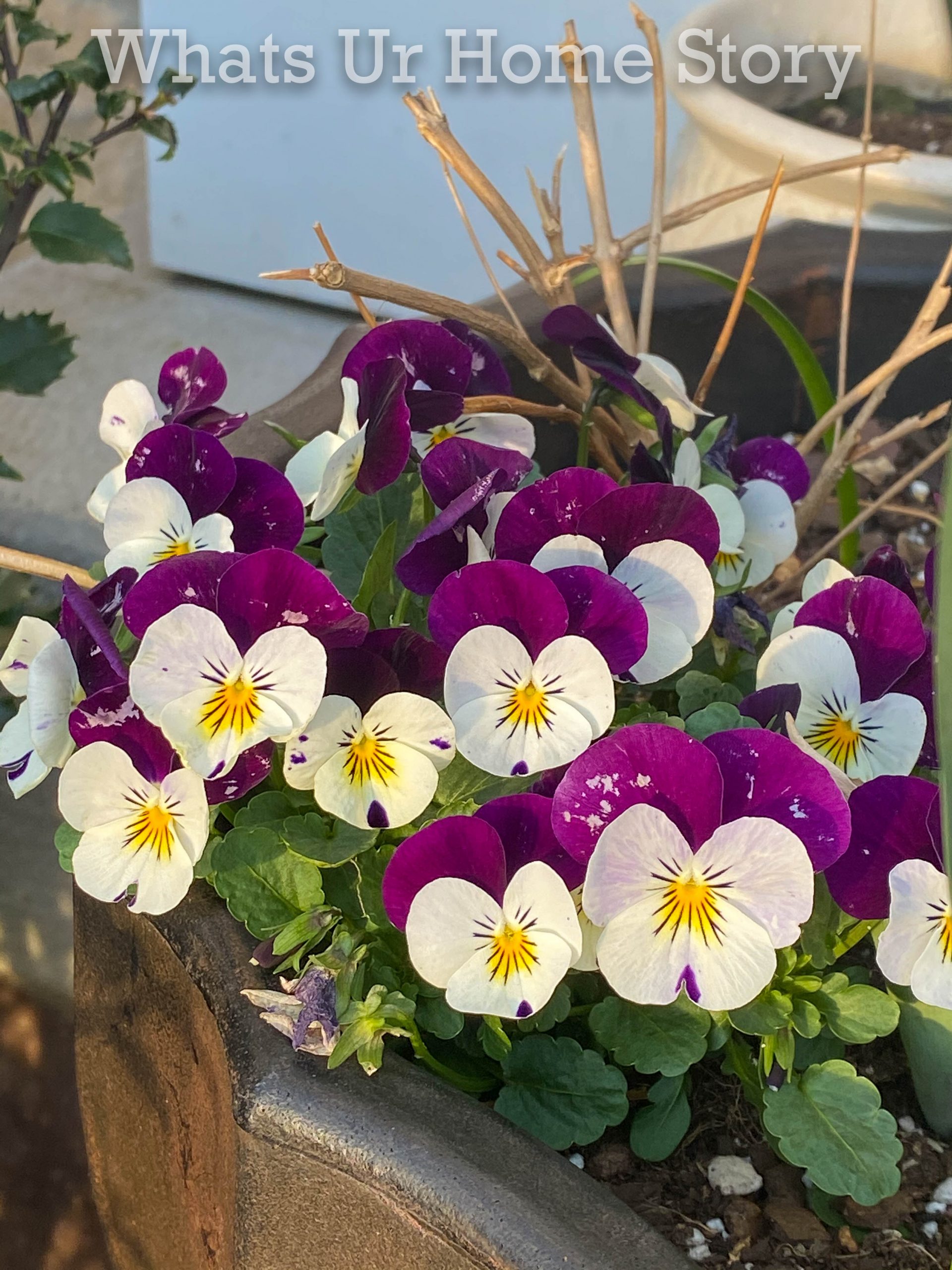 Early Spring Garden 2021 | Whats Ur Home Story