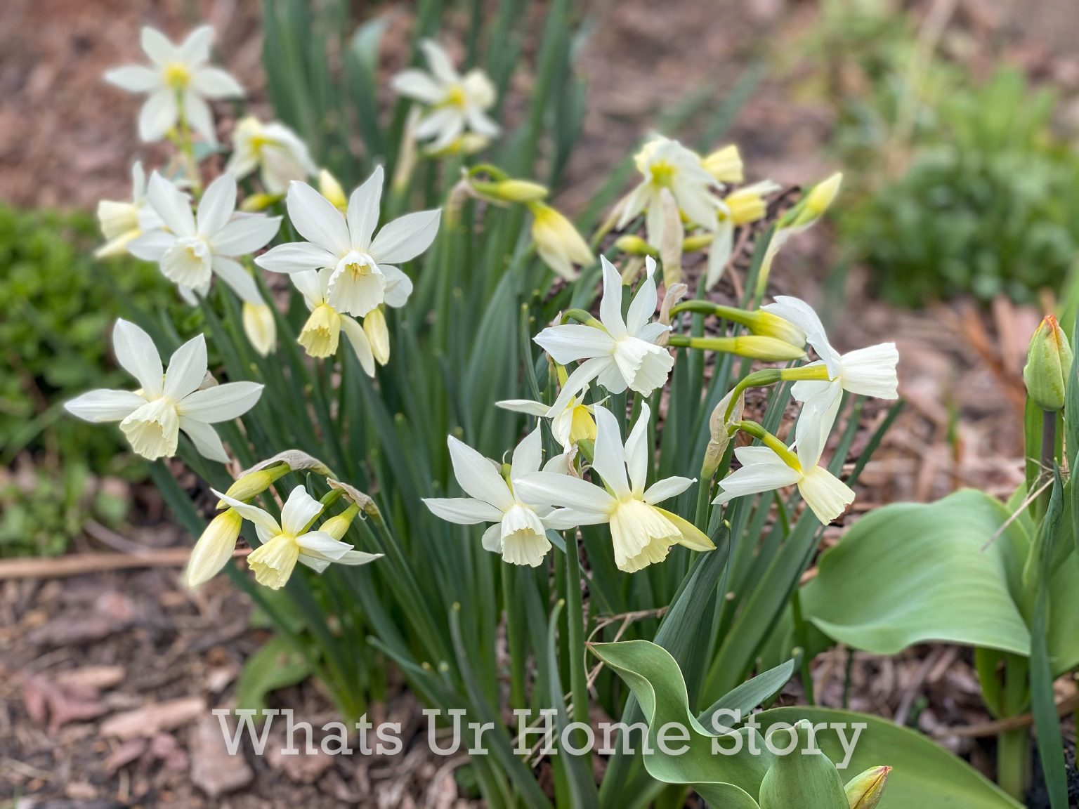 Early Spring Garden 2021 | Whats Ur Home Story