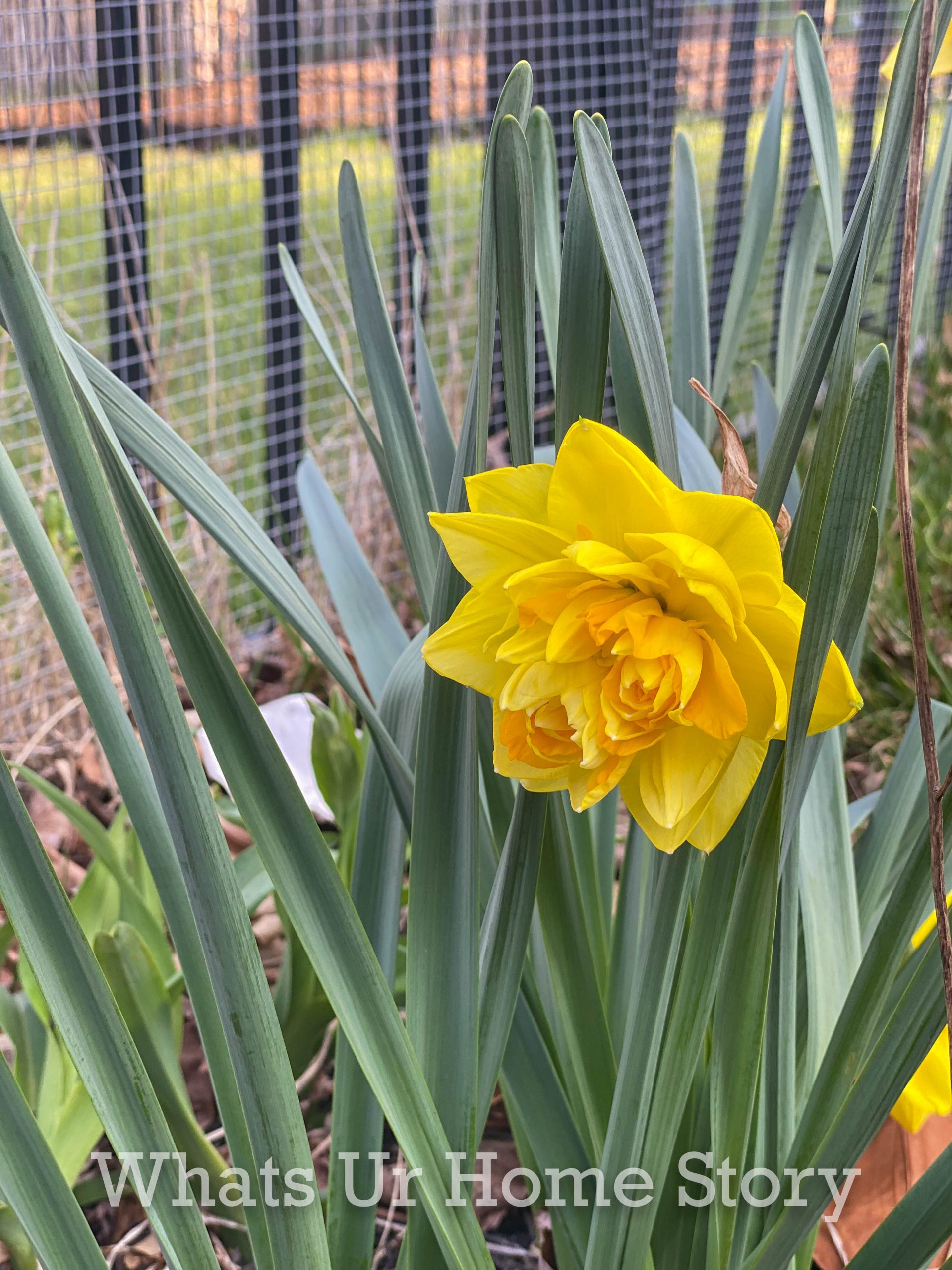 Early Spring Garden 2021 | Whats Ur Home Story