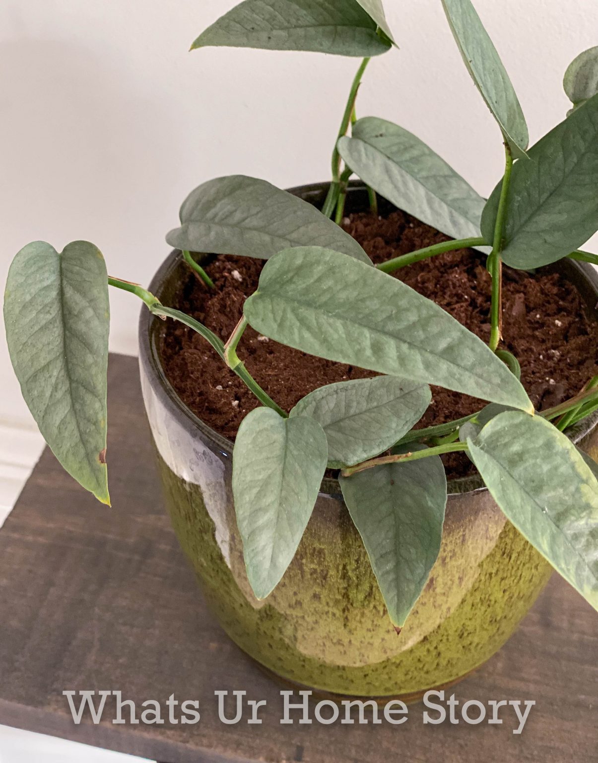 8 Best Pothos Varieties To Grow | Whats Ur Home Story