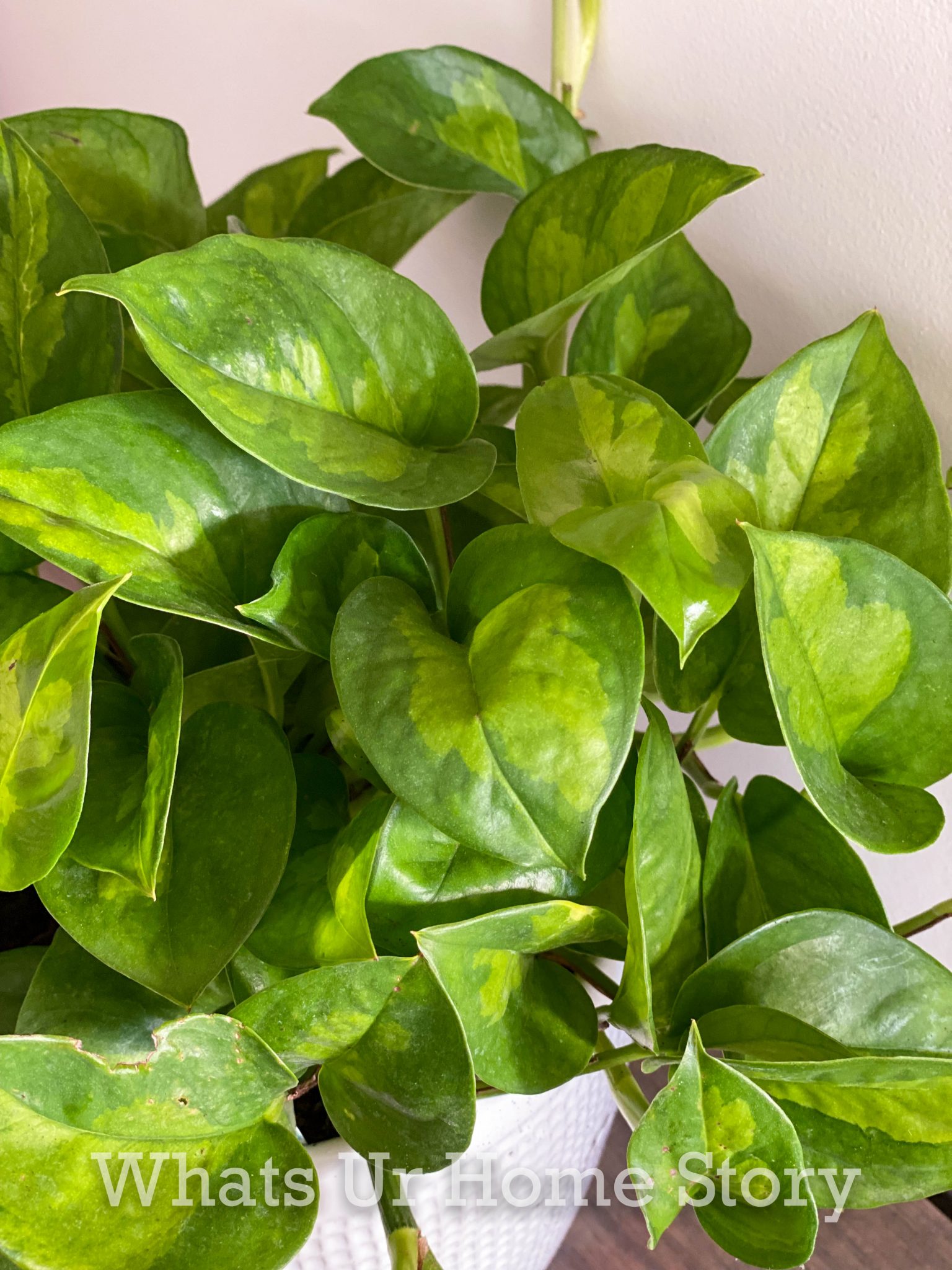 8 Best Pothos Varieties To Grow | Whats Ur Home Story