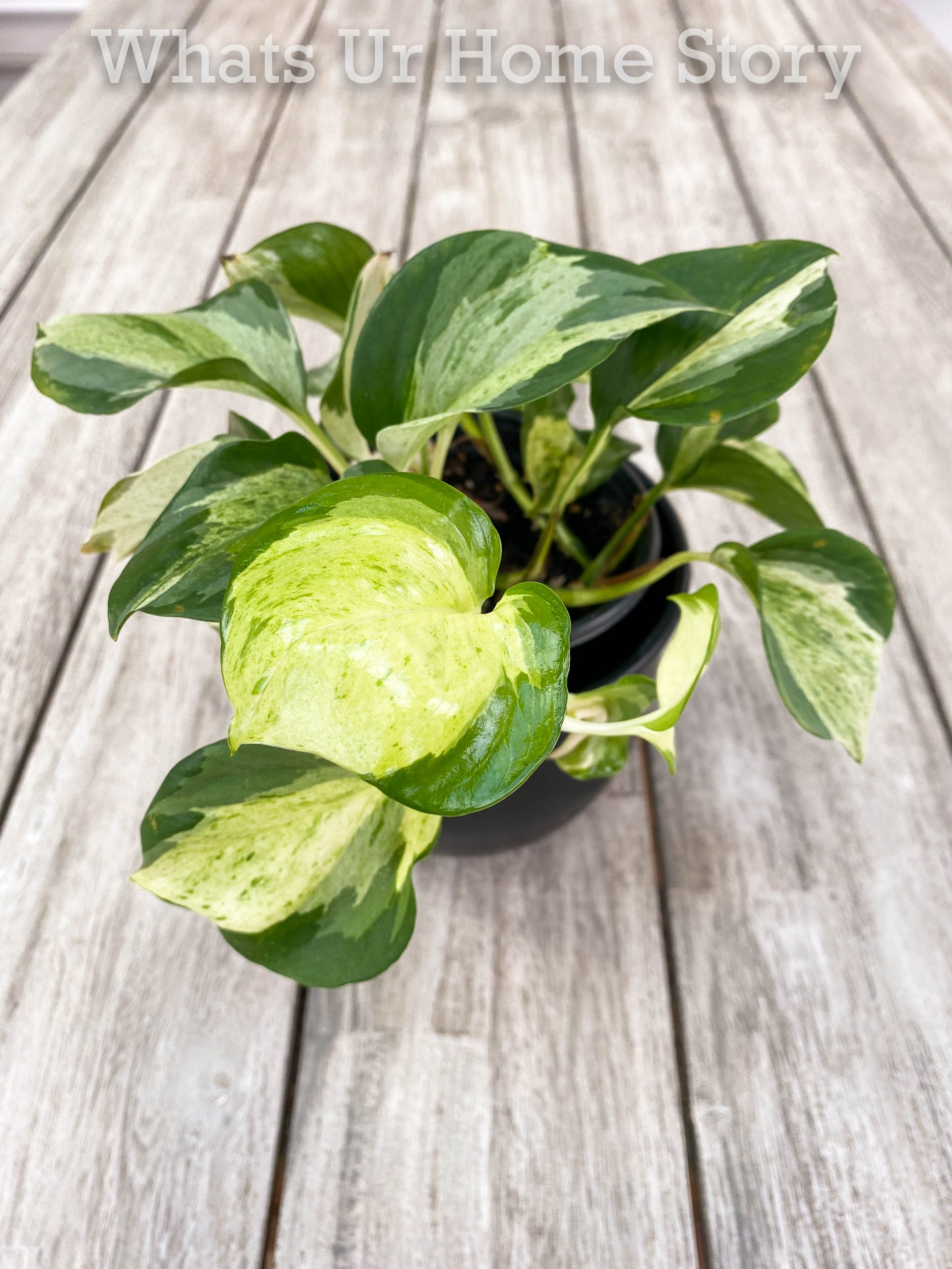 8 Best Pothos Varieties To Grow | Whats Ur Home Story