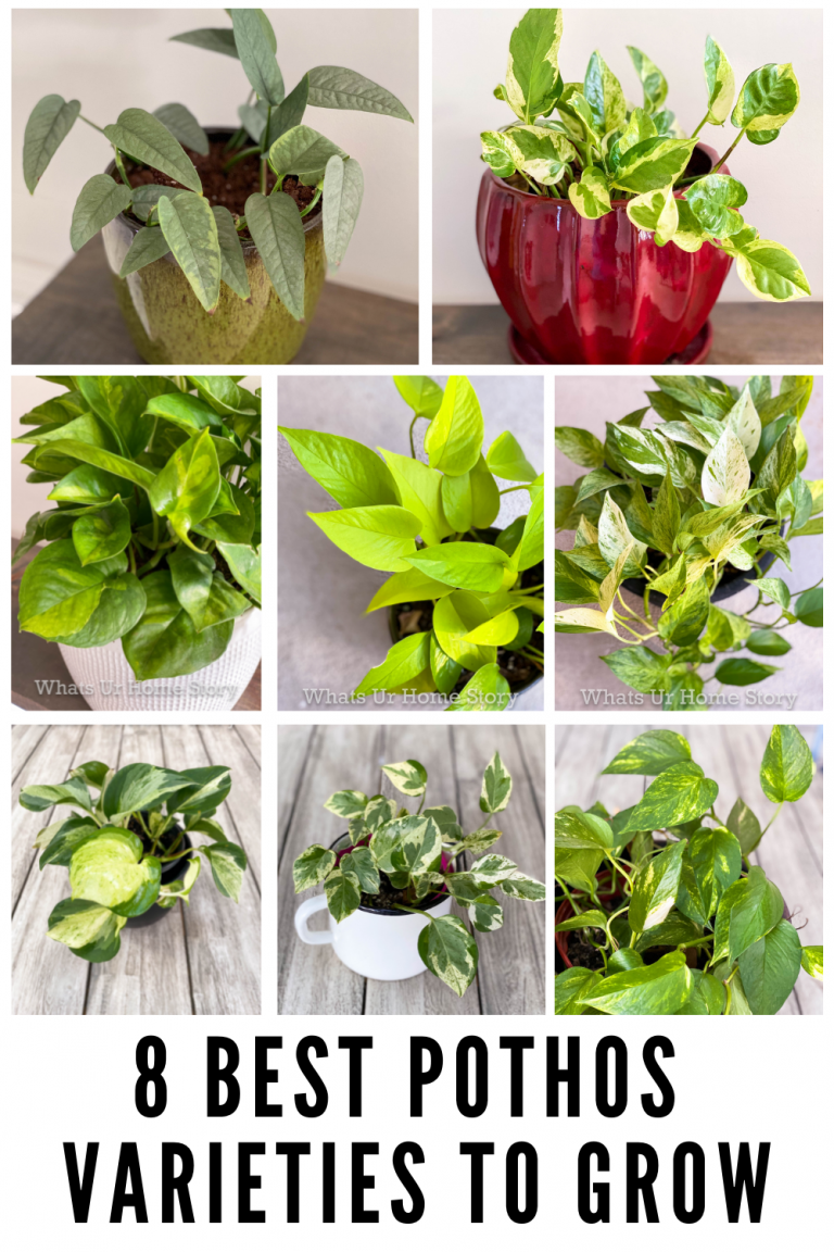 8 Best Pothos Varieties To Grow | Whats Ur Home Story
