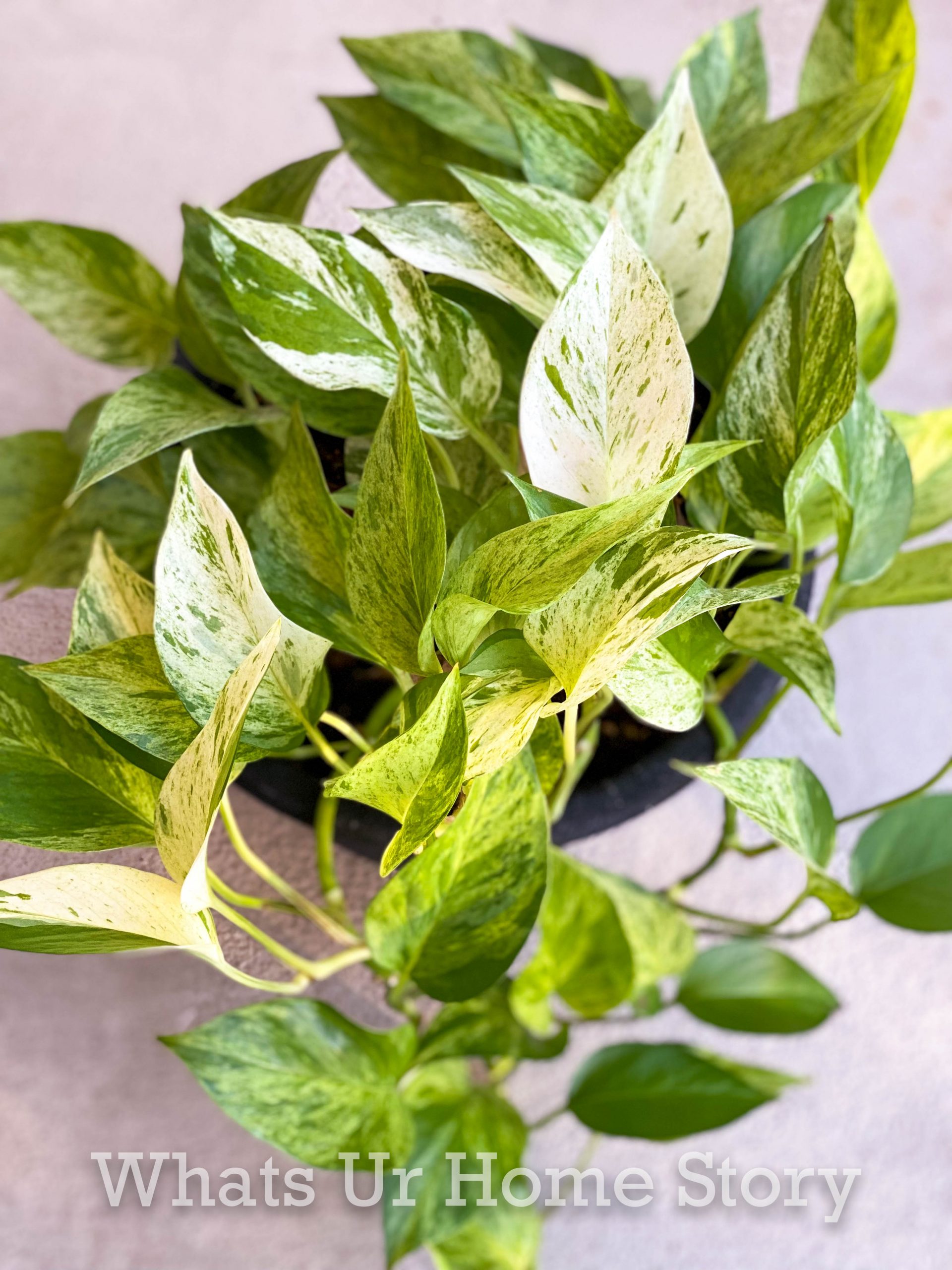8 Best Pothos Varieties To Grow | Whats Ur Home Story