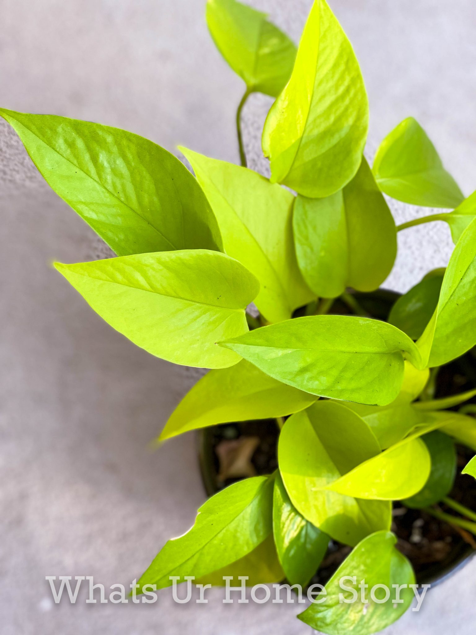 8 Best Pothos Varieties To Grow | Whats Ur Home Story