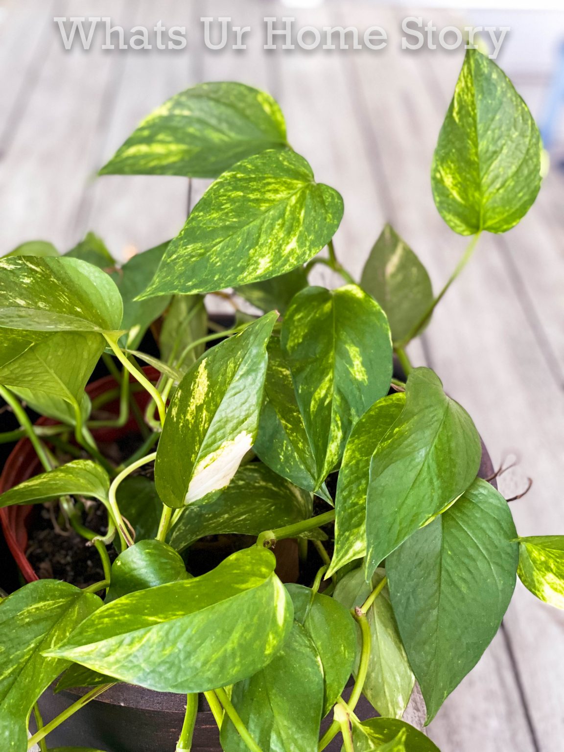 8 Best Pothos Varieties To Grow | Whats Ur Home Story