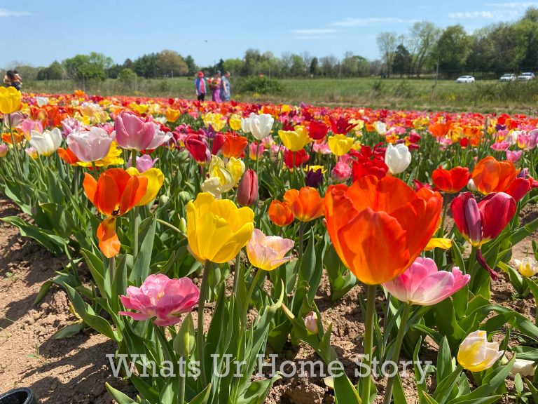 Burnside Farms Tulip Festival 2022 | Whats Ur Home Story